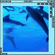 dolphins (in Animated GIFs)