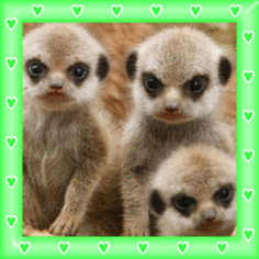 meerkat (in Animated GIFs)