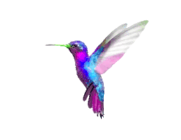 hummingbird (in Animated GIFs)