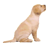 Labrador puppy (in Animated GIFs)