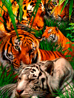 tigers (in Animated GIFs)